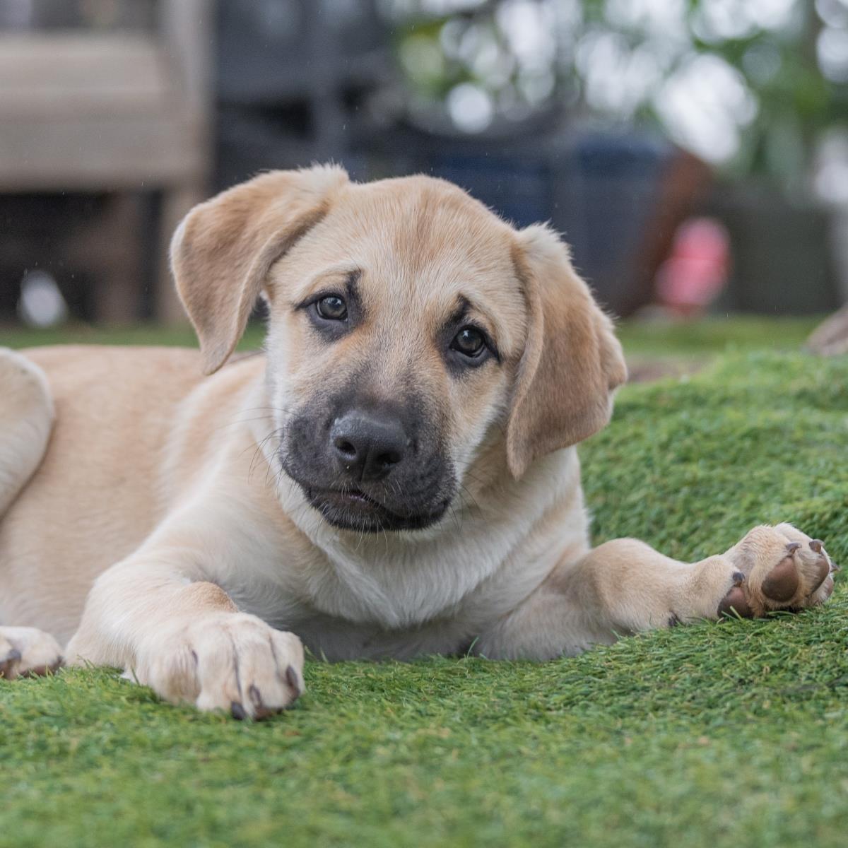 Available Dogs for Adoption | Labs and More Rescue