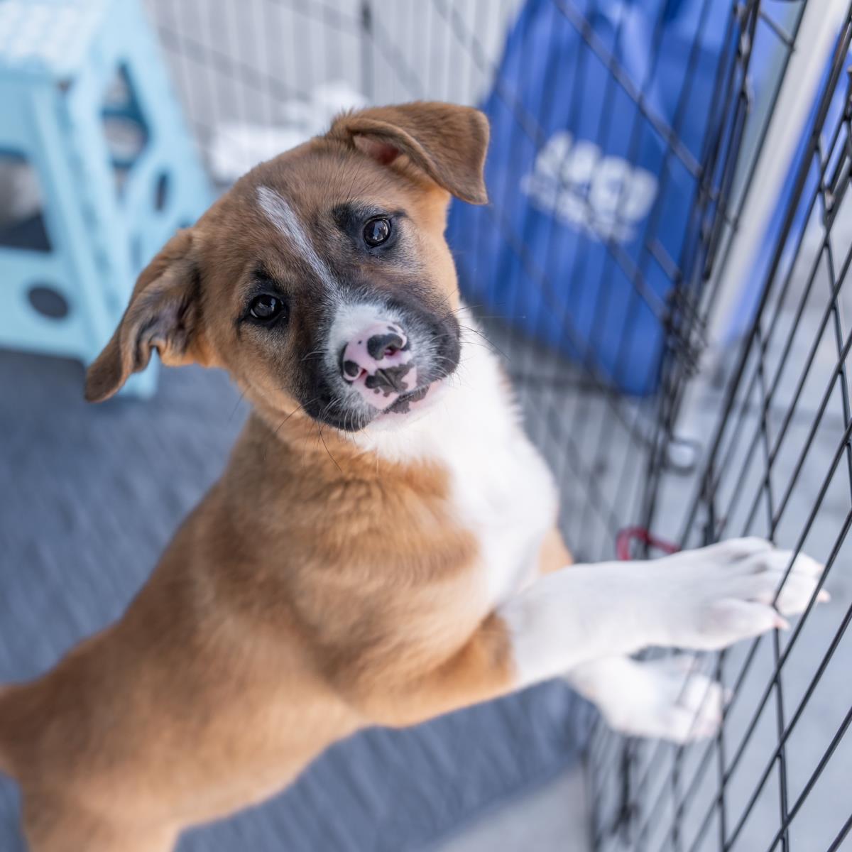 Available Dogs for Adoption | Labs and More Rescue
