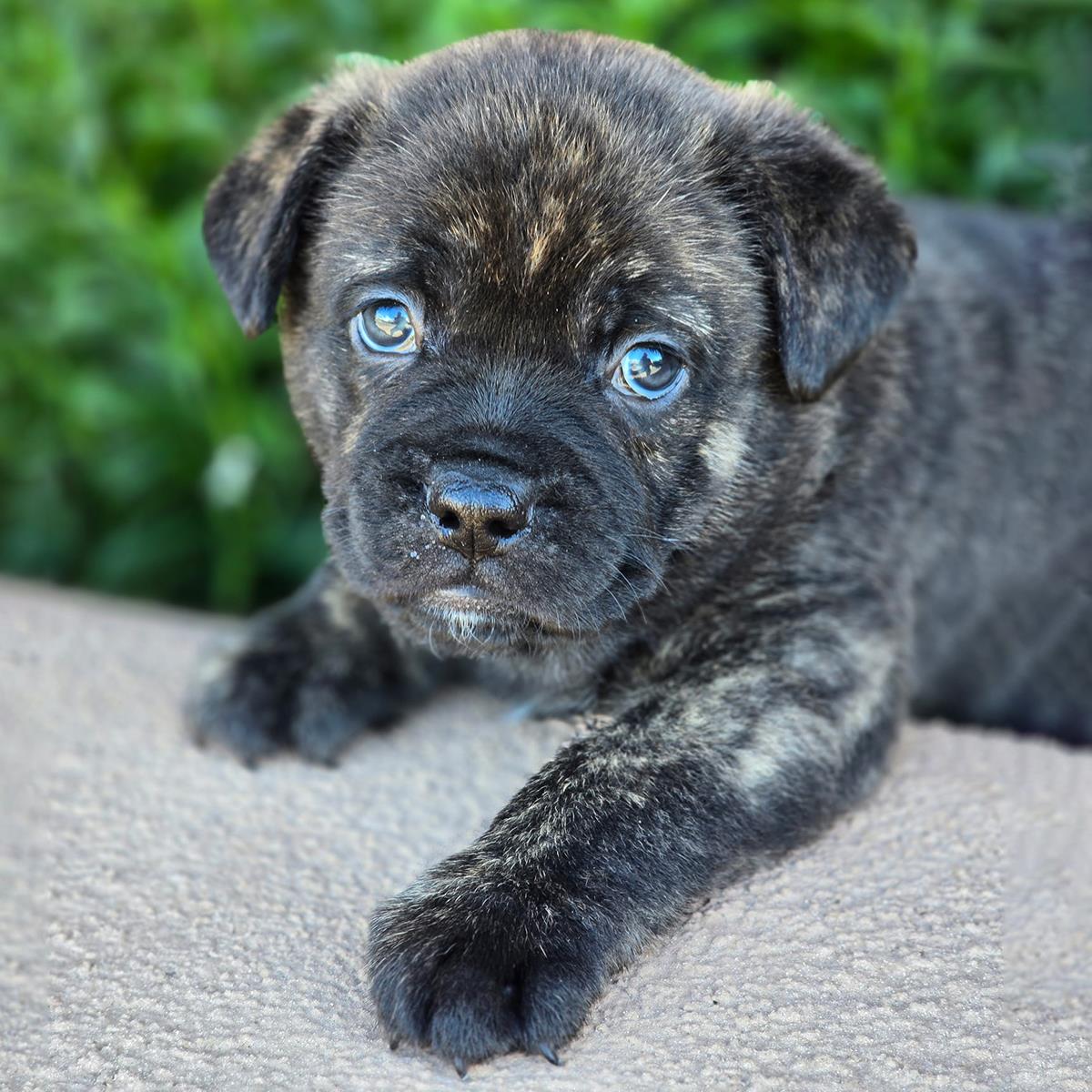 Kiddo Pup - Tyke #16369: Male Dog - Labs and More