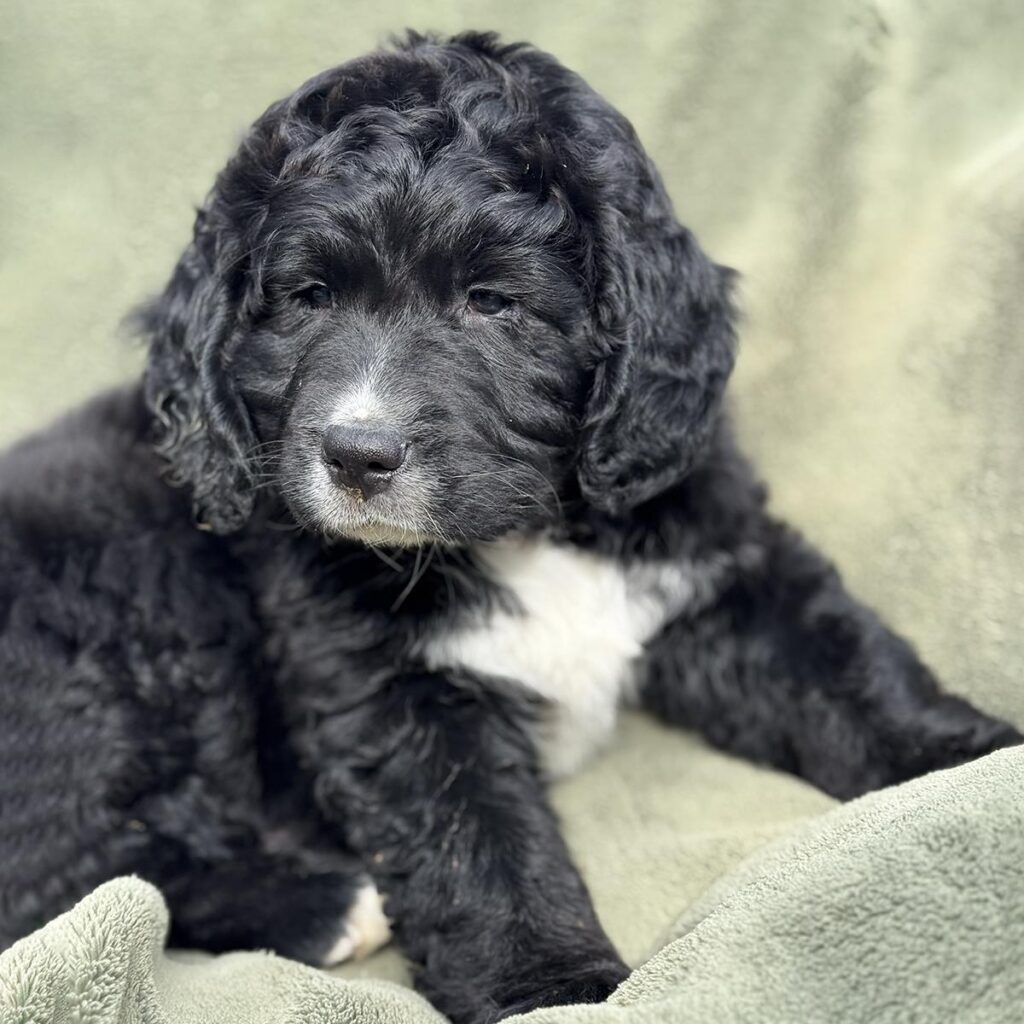 Winnie The Pooh Pup - Piglet #16420: Male Dog - Labs and More