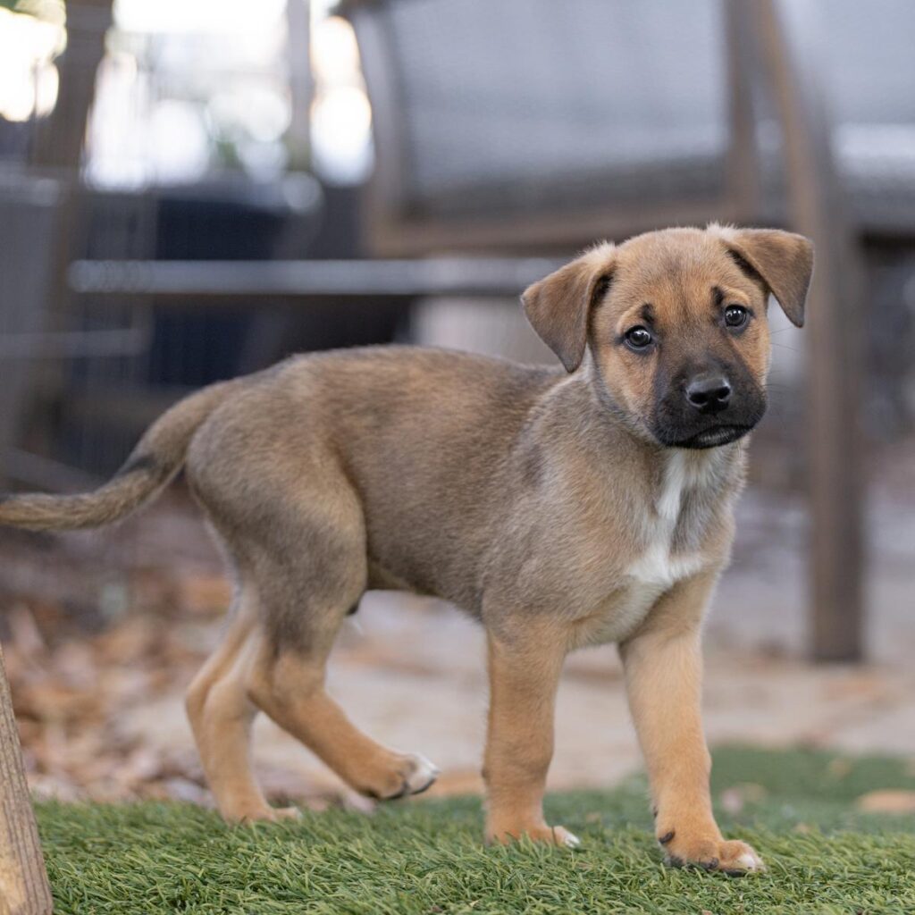 Fantasia Pup - Bacchus - Adopted! #16380: Male Dog - Labs and More