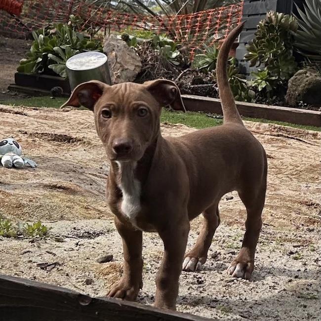 Taffy Pup - Cinniminni - Adopted! #16228: Female Dog - Labs and More