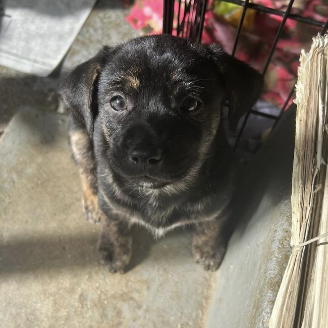 Musical Pup - Lyric #16394: Female Dog - Labs and More